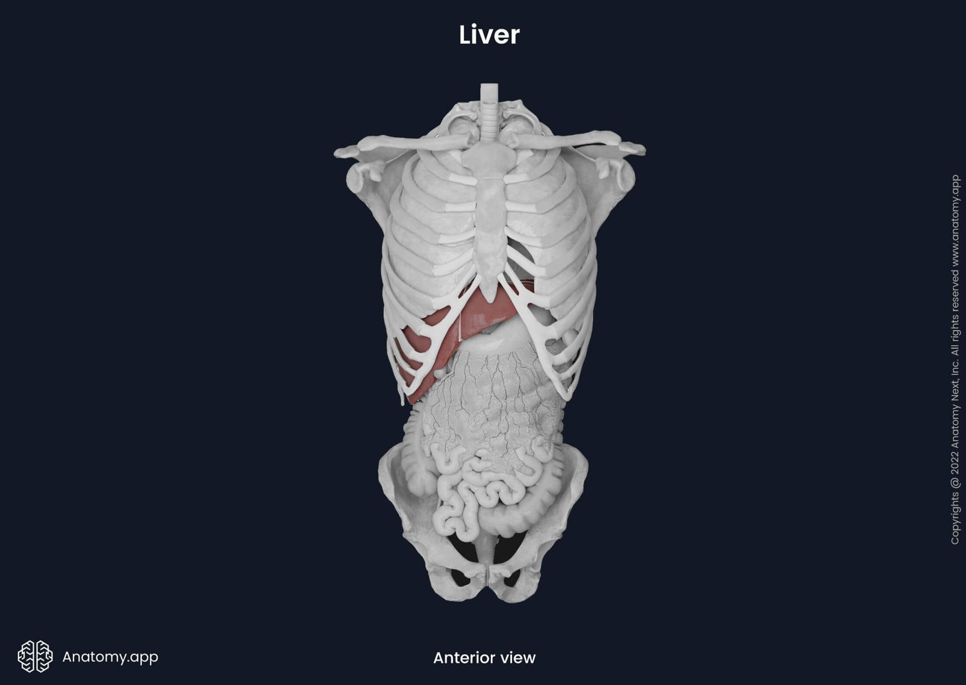 Liver | Anatomy.app