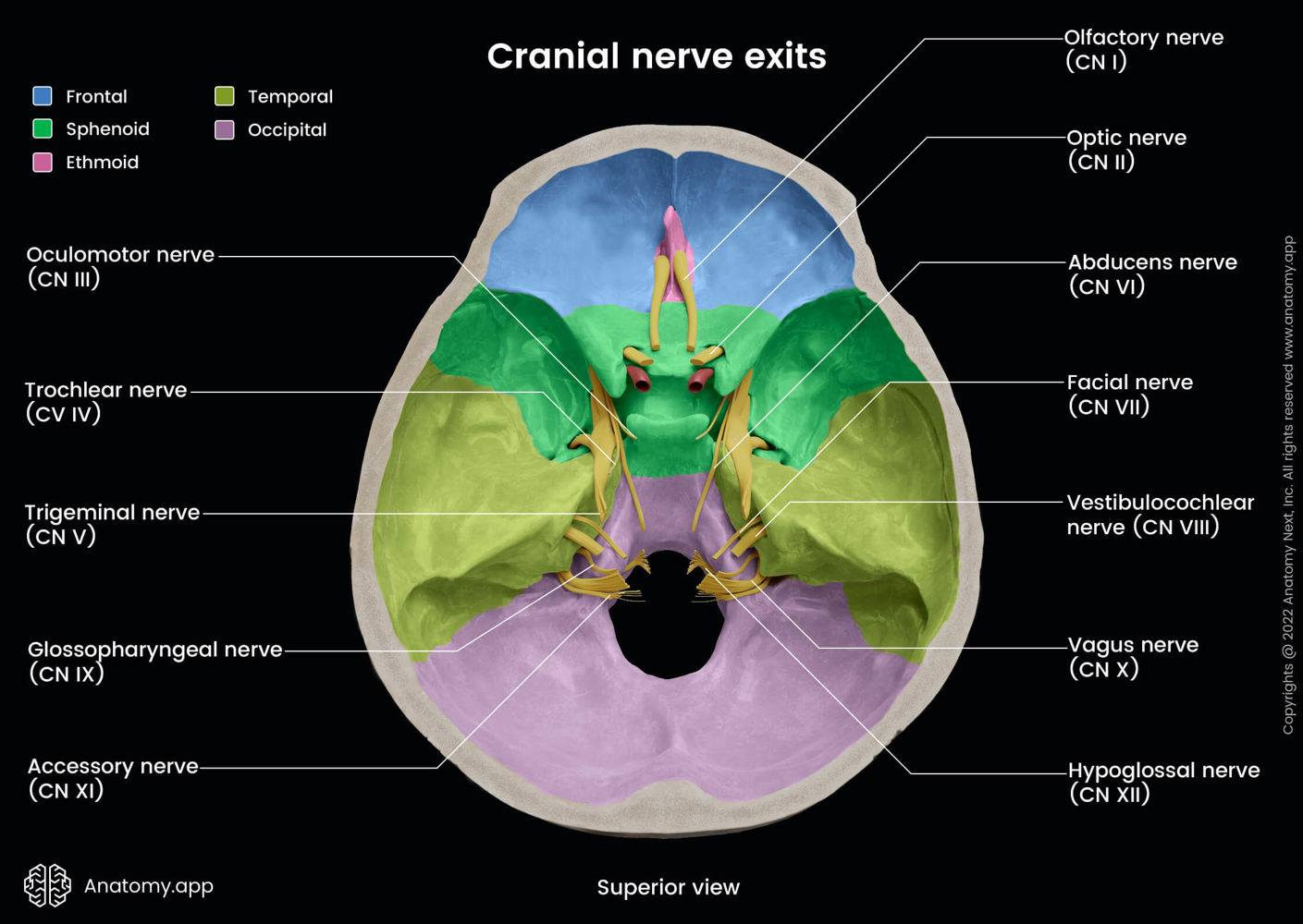 Cranial nerves | Anatomy.app
