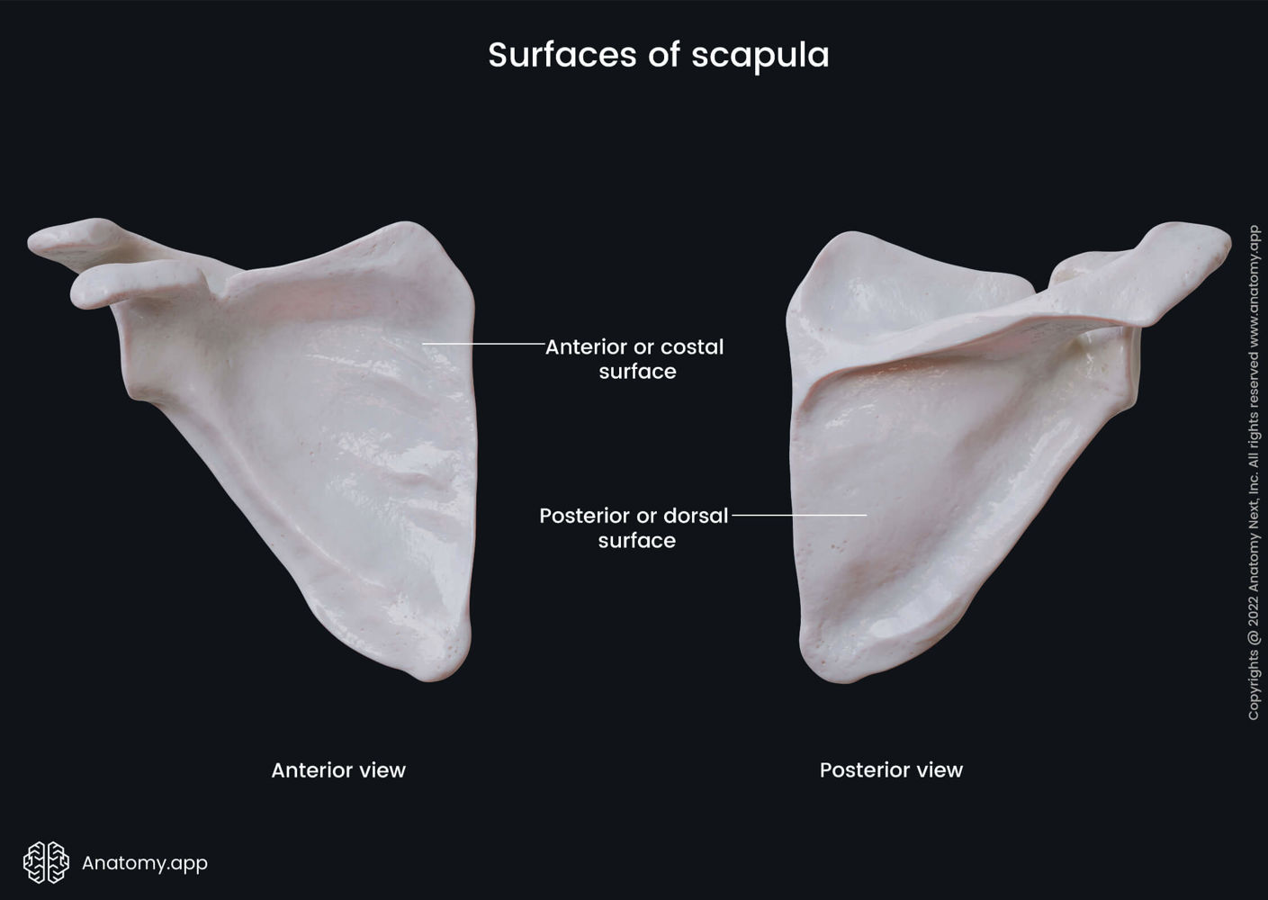 Scapula | Anatomy.app