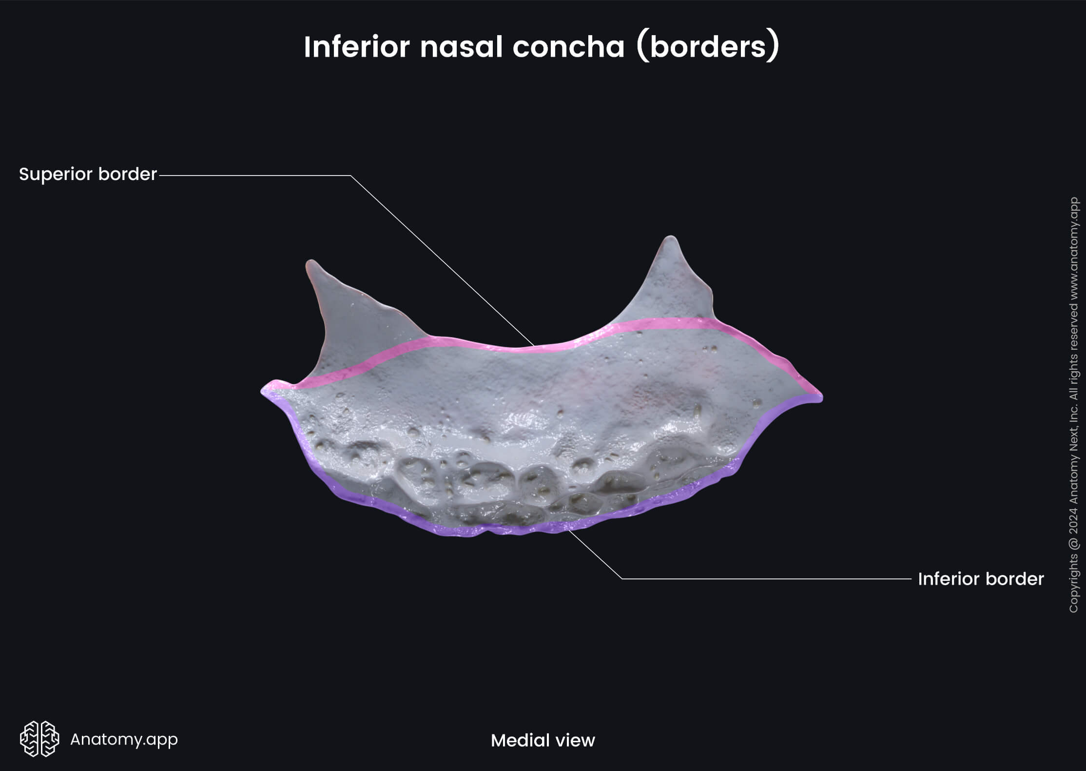 Inferior nasal concha | Encyclopedia | Anatomy.app | Learn anatomy | 3D ...