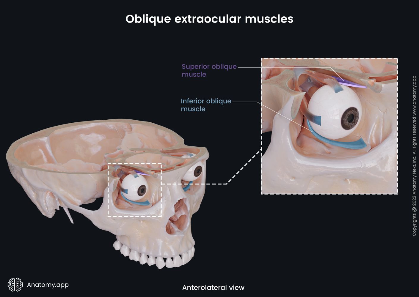 Extraocular muscles | Anatomy.app