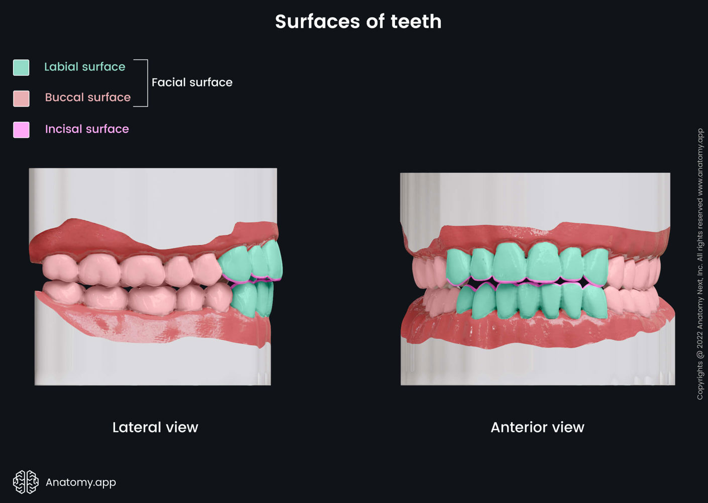 Teeth | Anatomy.app