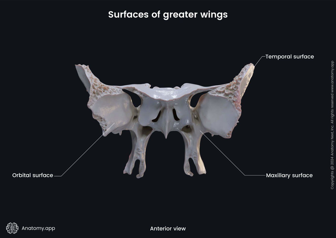 Sphenoid bone | Anatomy.app