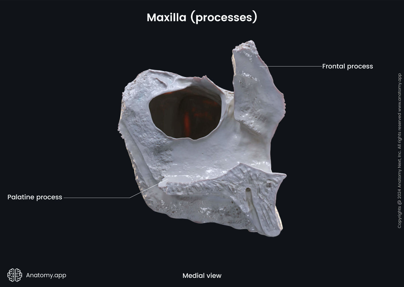Maxilla | Anatomy.app