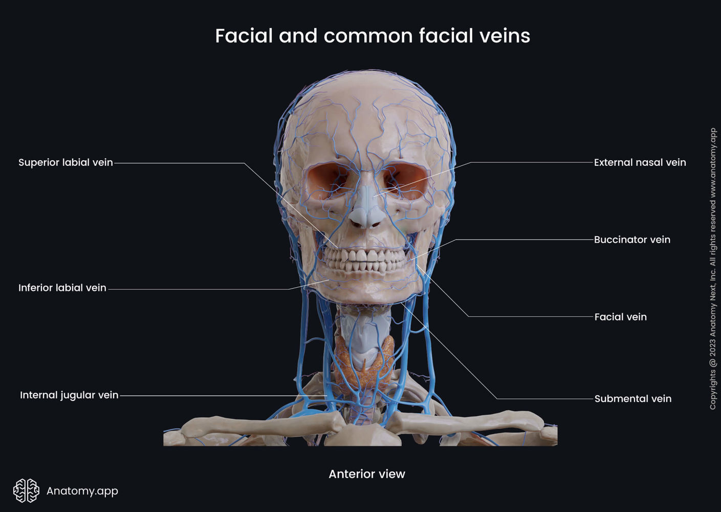 Facial vein | Anatomy.app