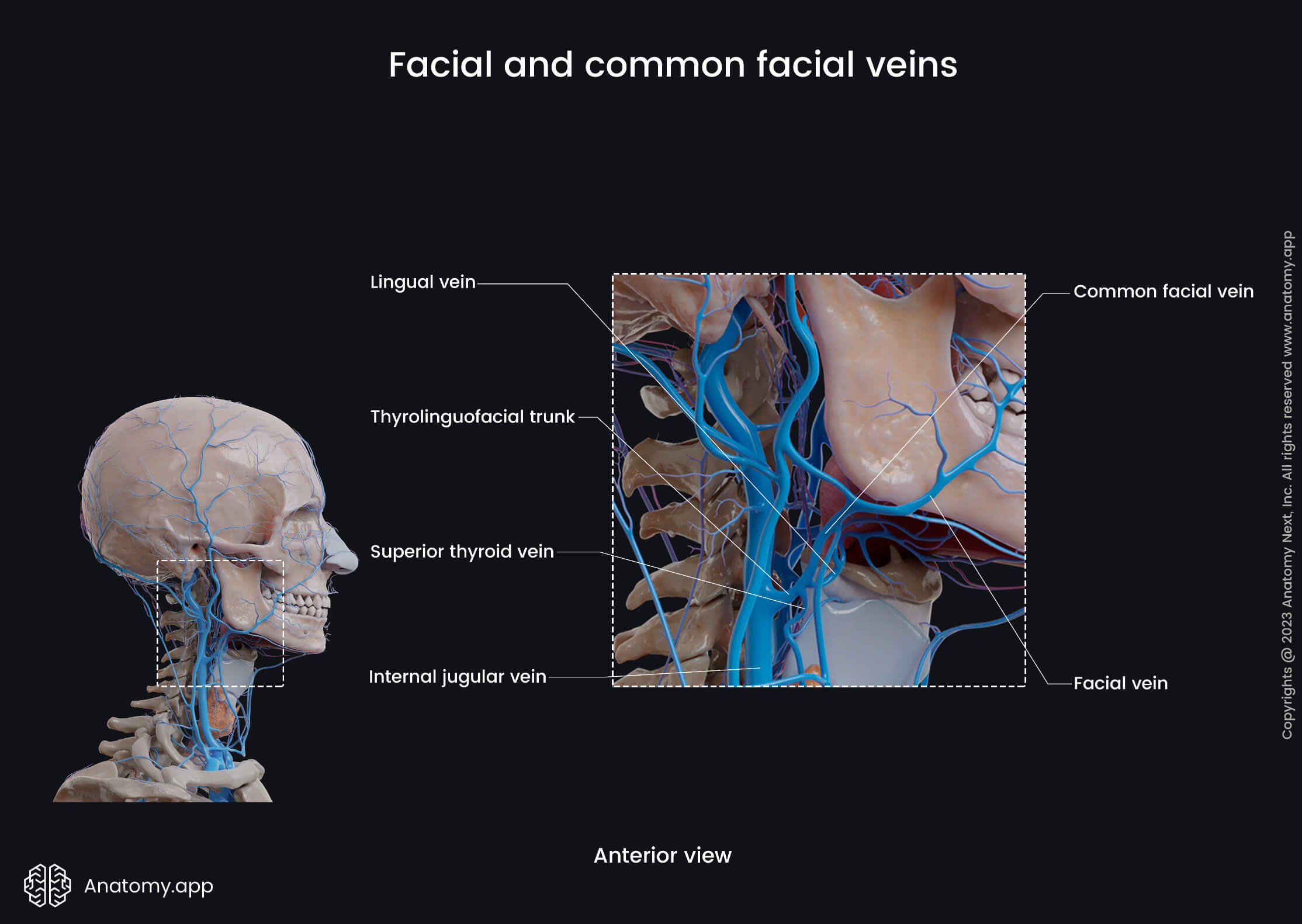 Facial vein | Encyclopedia | Anatomy.app | Learn anatomy | 3D models ...