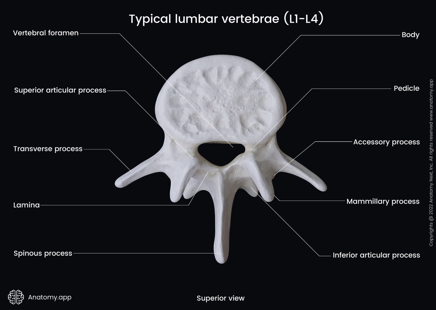Lumbar vertebrae | Anatomy.app