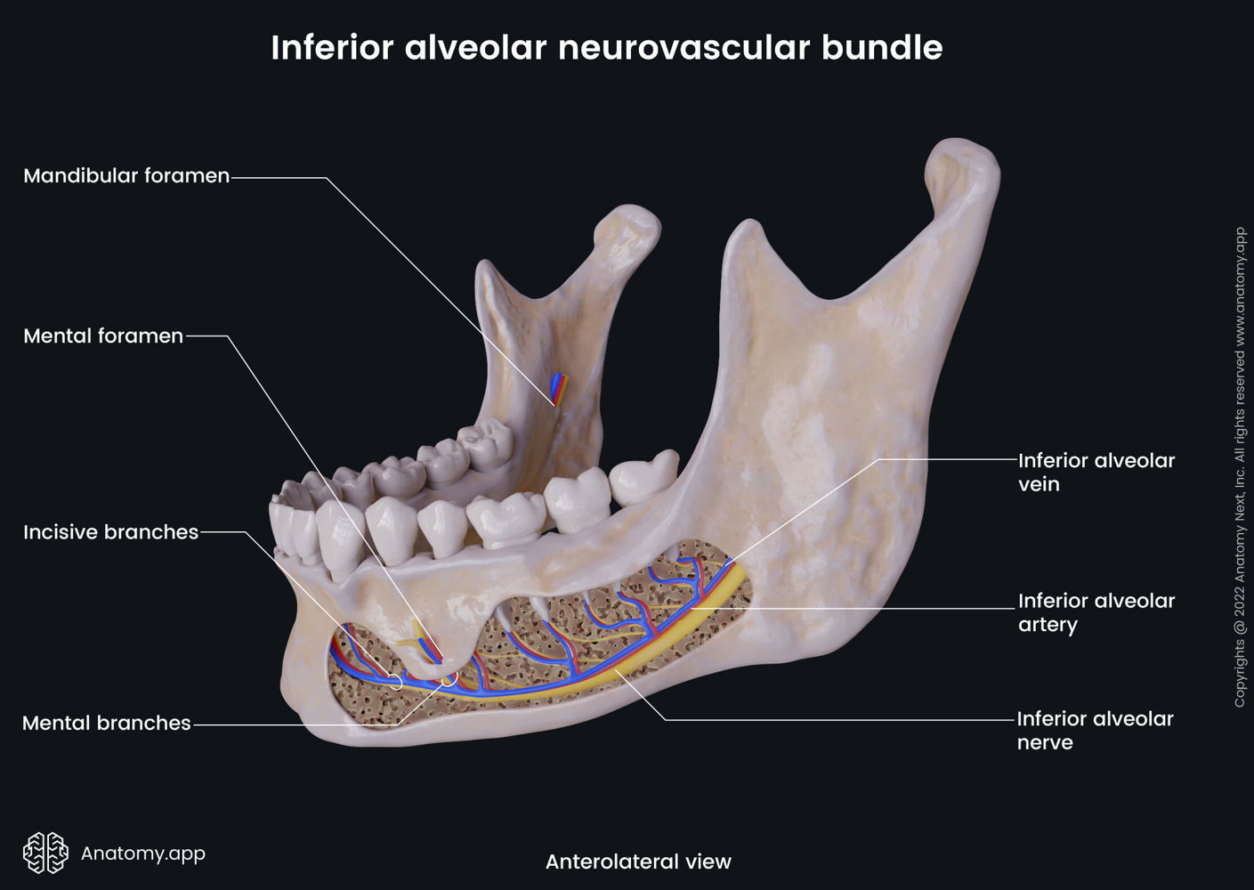 Mandibular nerve (CN V3) | Anatomy.app