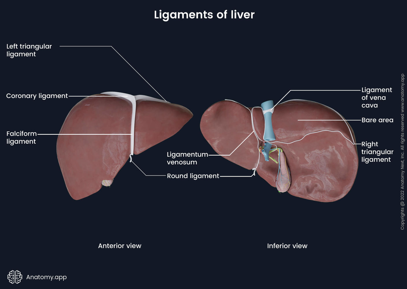 Liver | Anatomy.app