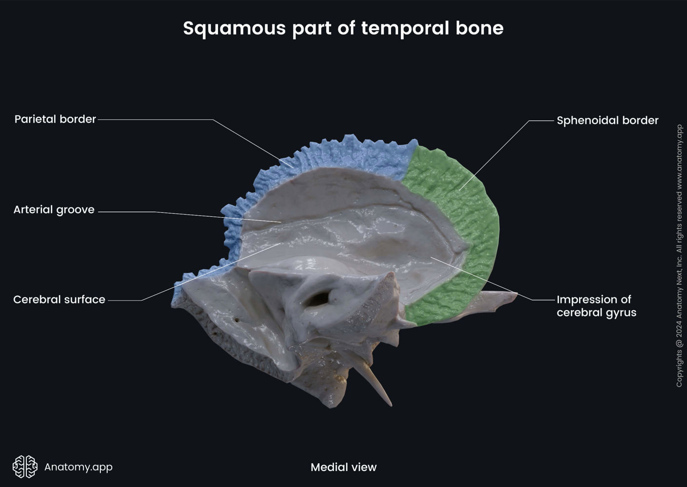 Temporal bone | Anatomy.app