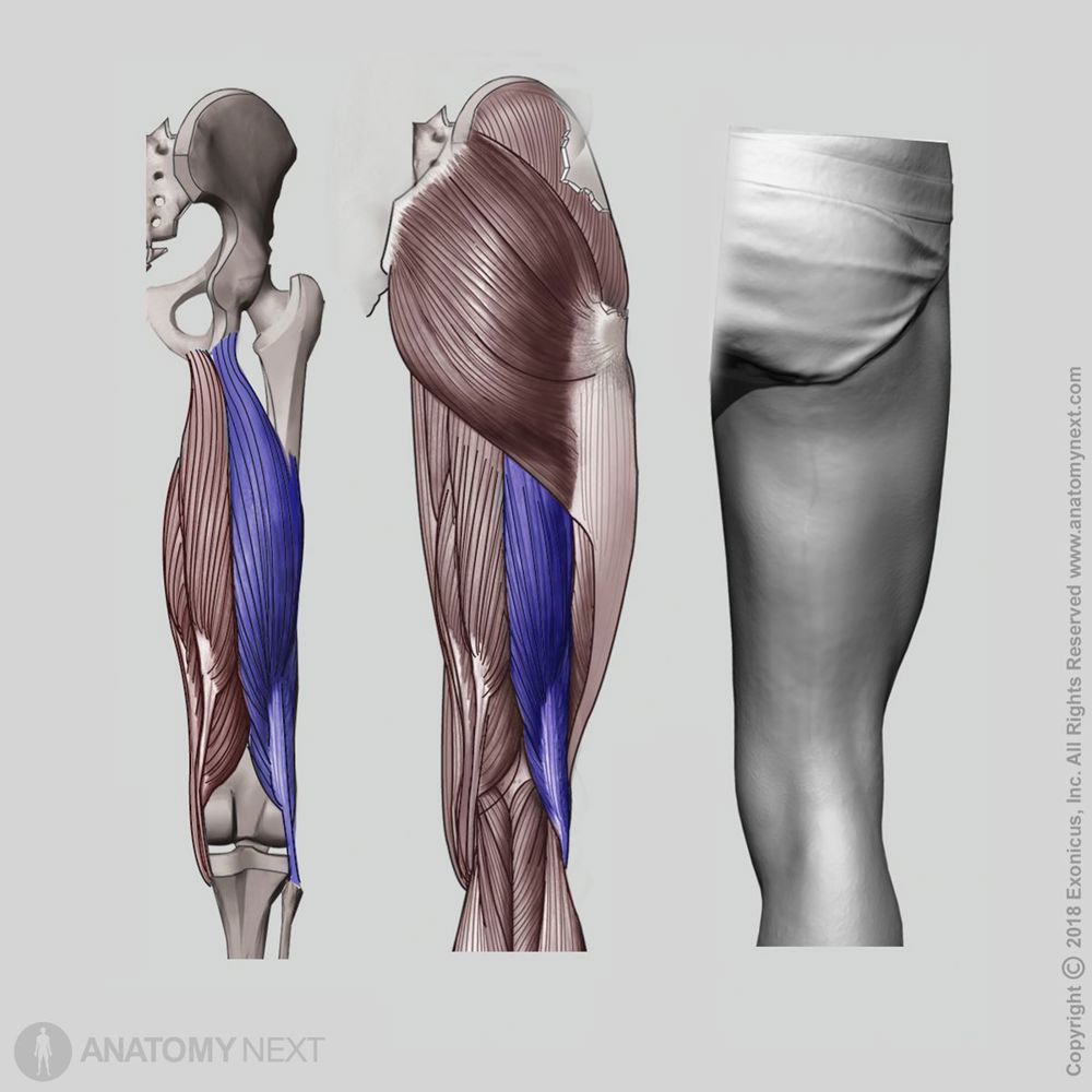 Biceps femoris | Anatomy.app