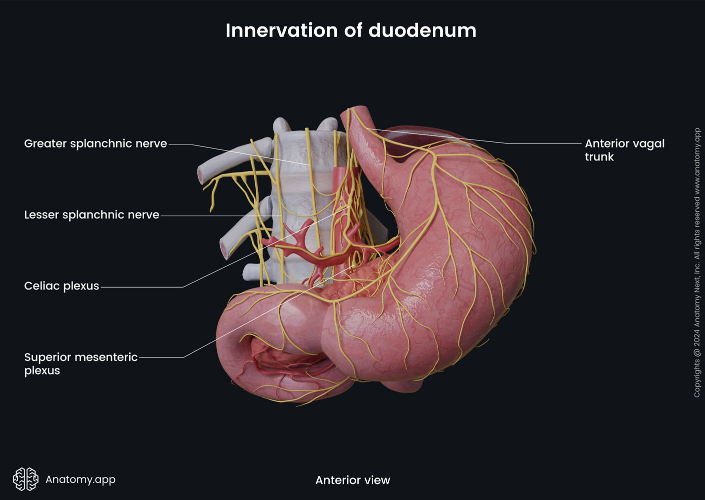 Duodenum | Anatomy.app