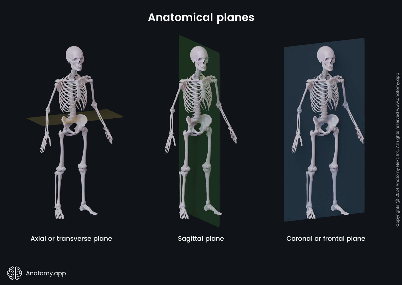 Anatomical terminology | Anatomy.app