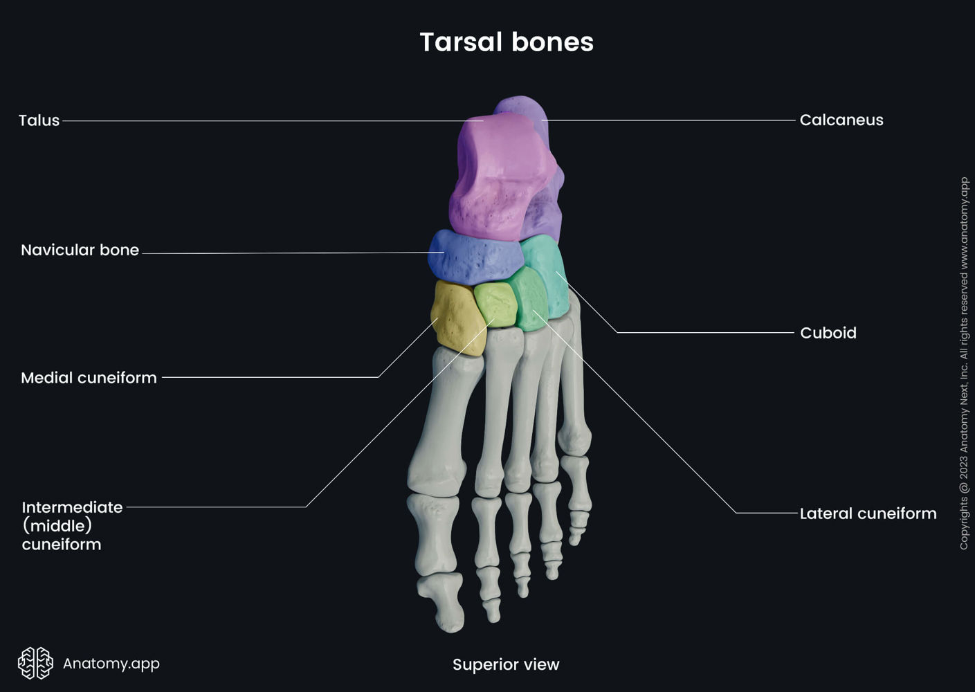 Bones of foot | Anatomy.app