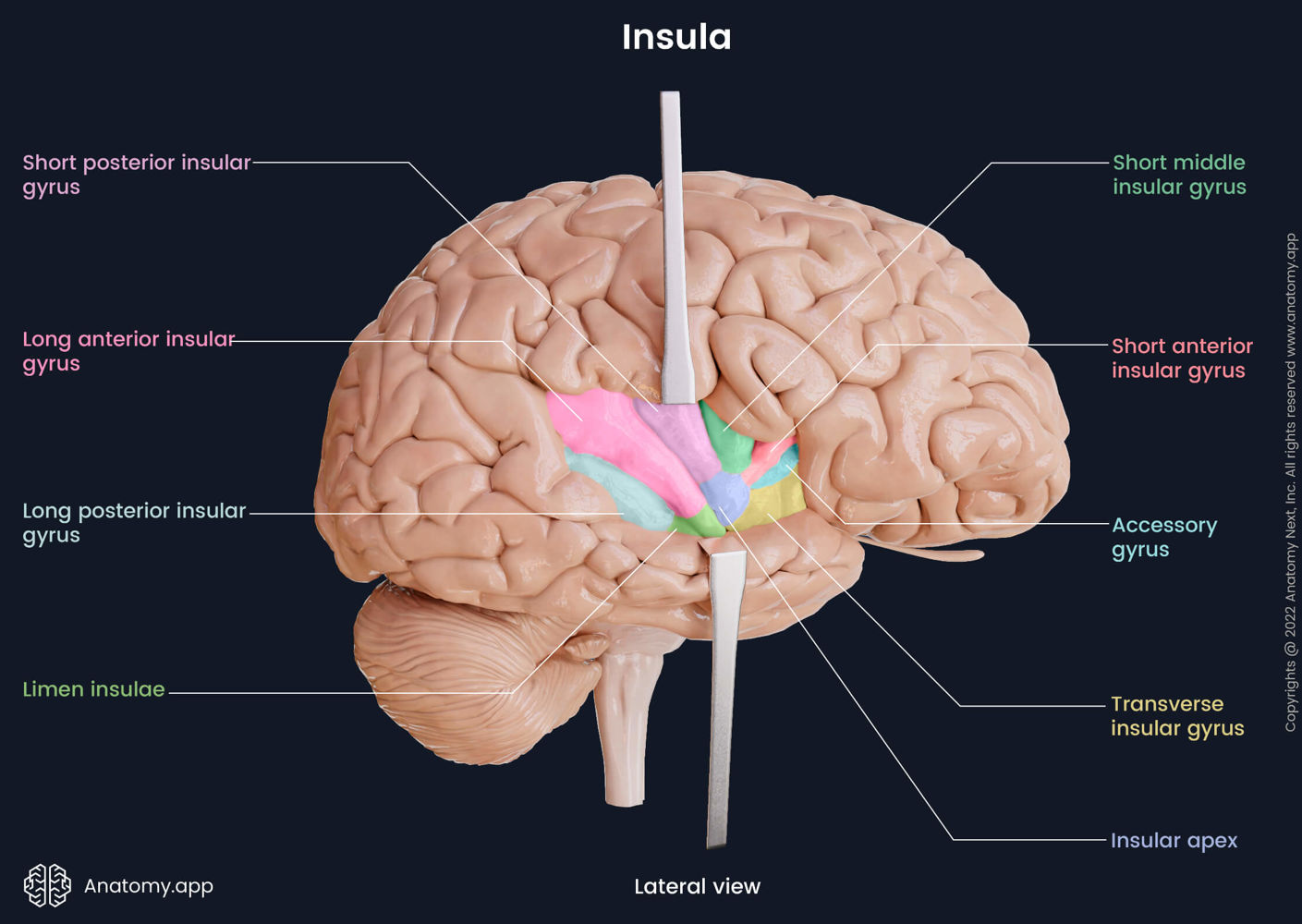 Brain | Anatomy.app