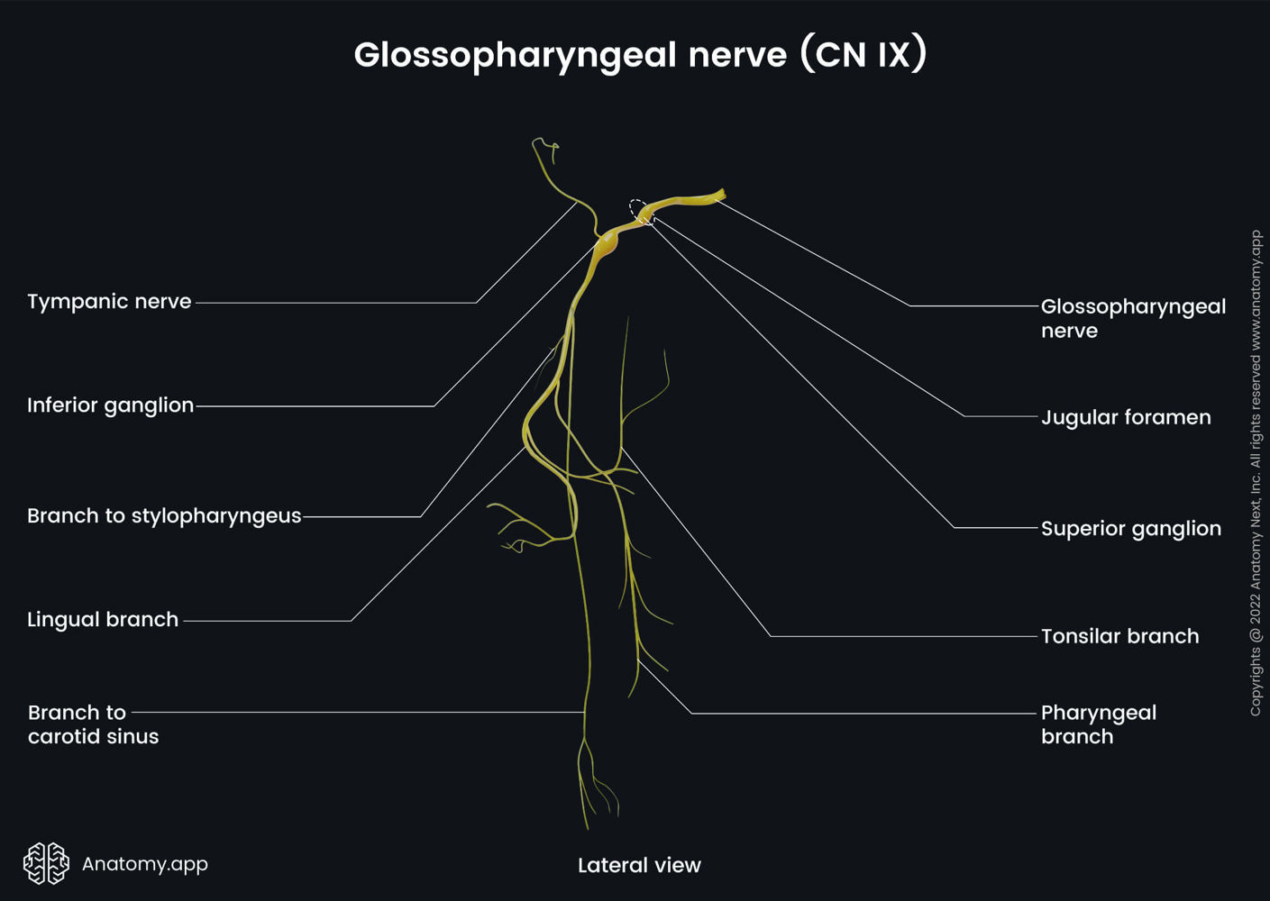 Glossopharyngeal nerve (CN IX) | Anatomy.app