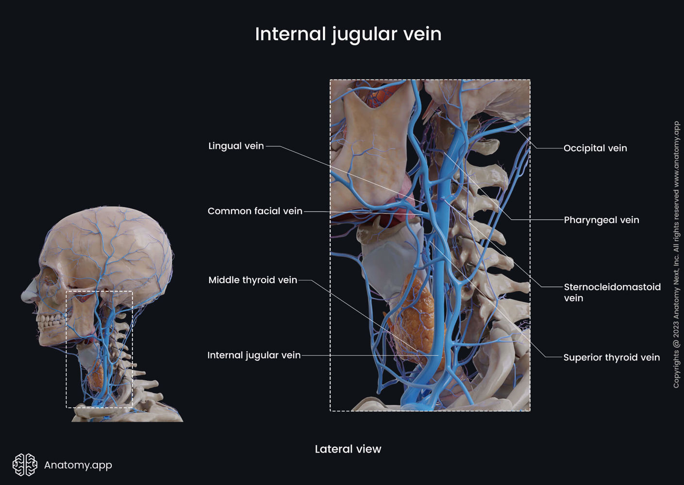 Internal jugular vein | Anatomy.app
