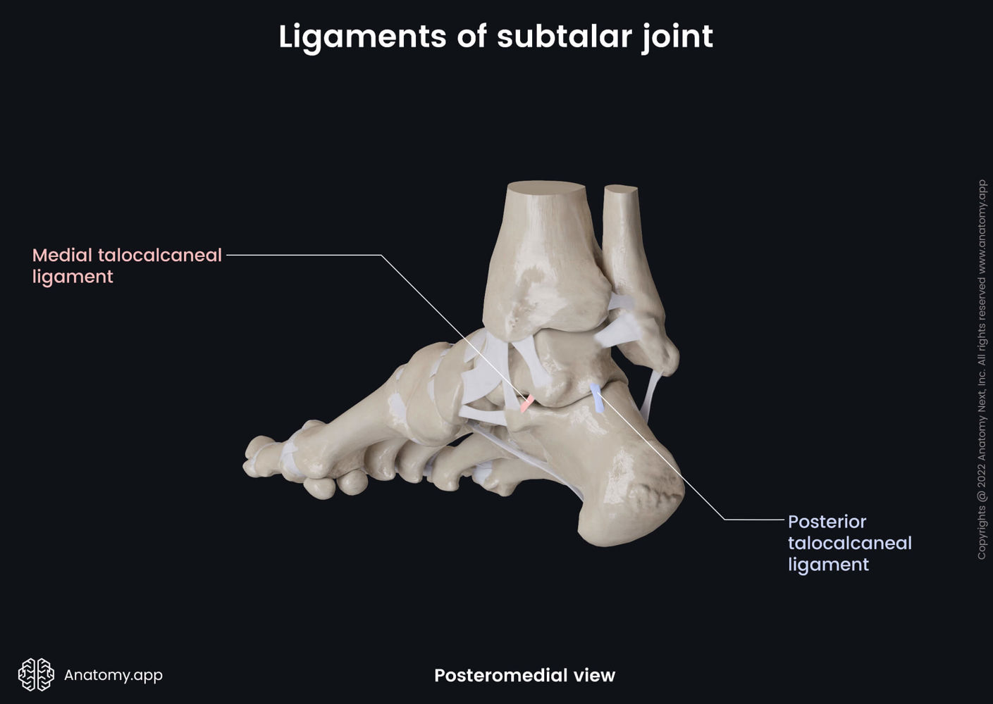 Subtalar joint | Anatomy.app