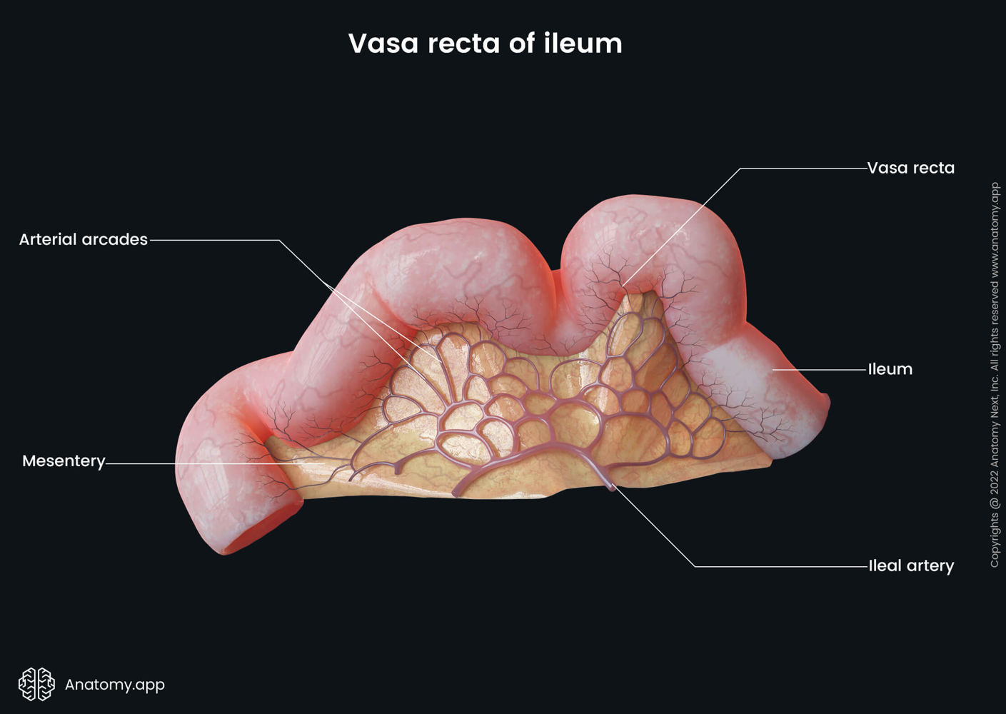 Small intestine | Anatomy.app