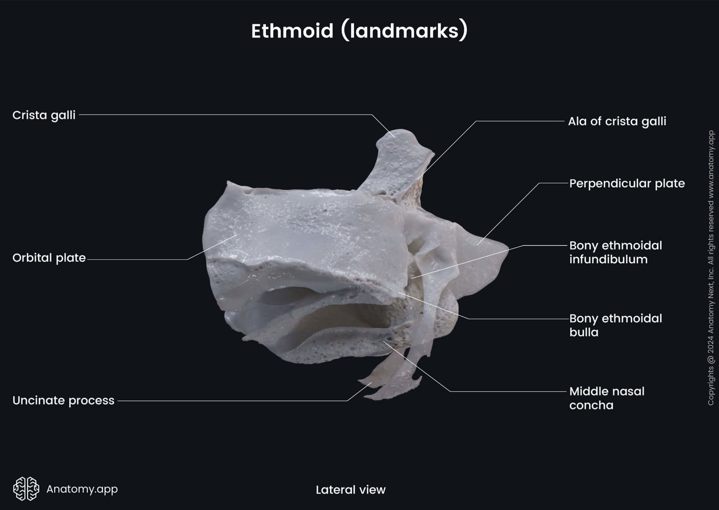 Ethmoid bone | Anatomy.app