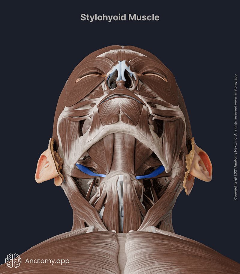 Stylohyoid | Anatomy.app