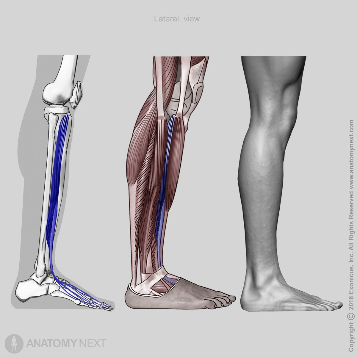 Extensor digitorum longus | Encyclopedia | Anatomy.app | Learn anatomy ...