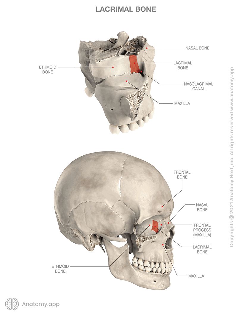 Lacrimal bone | Anatomy.app