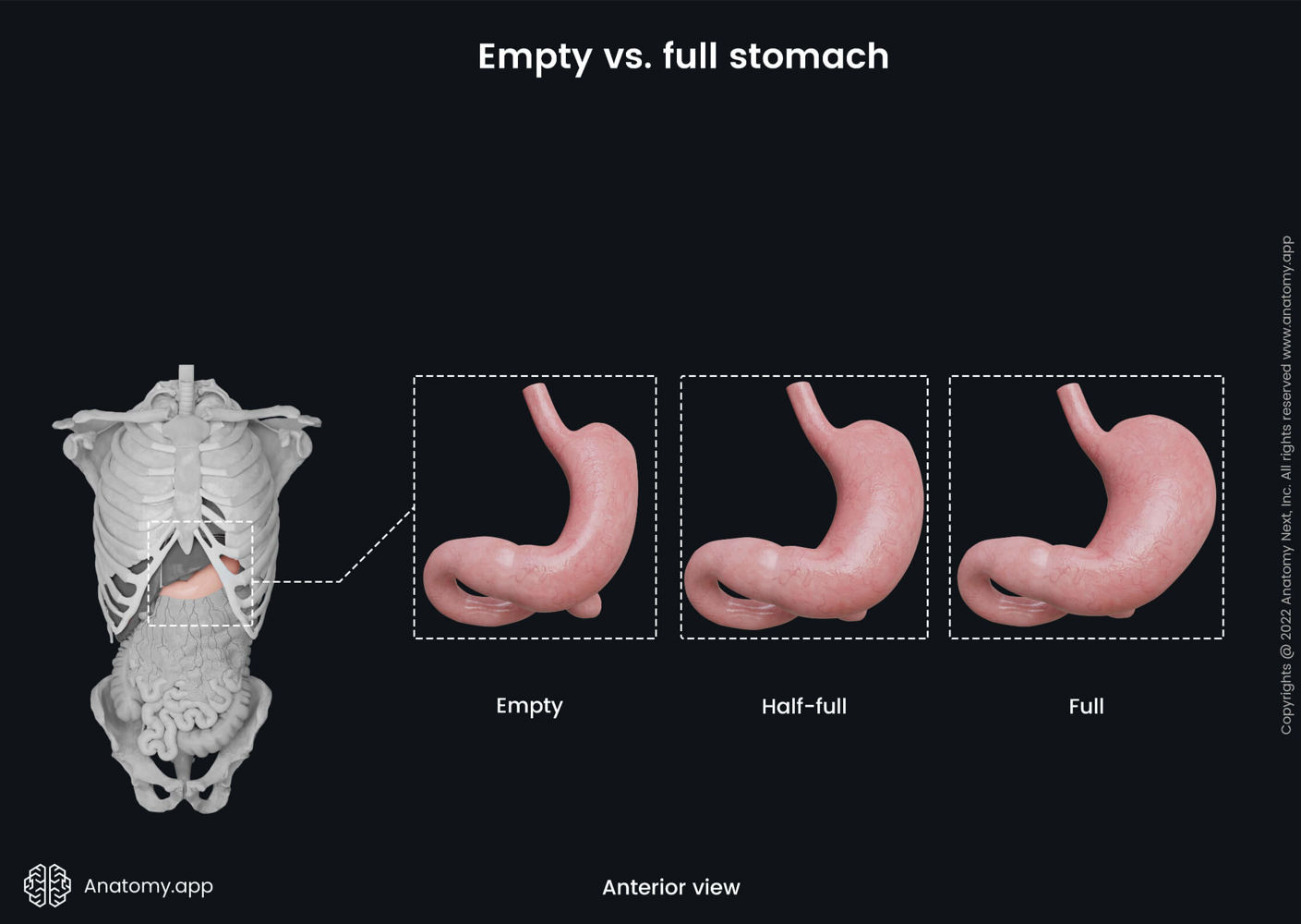 Stomach | Anatomy.app