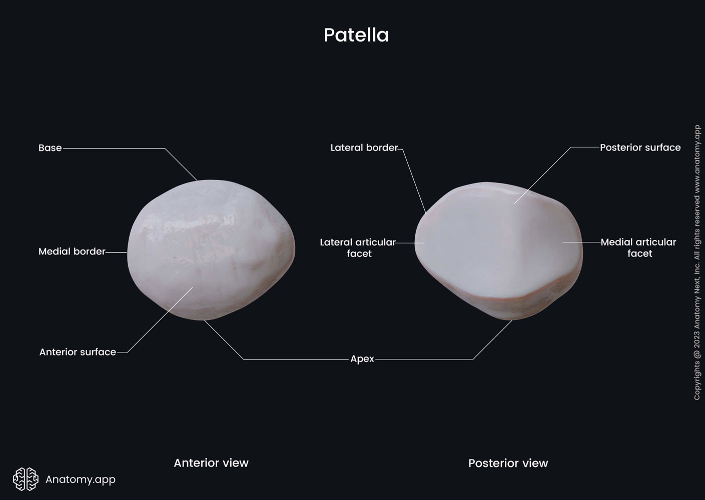 Patella | Anatomy.app