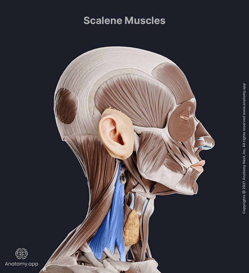 Scalene muscles | Anatomy.app