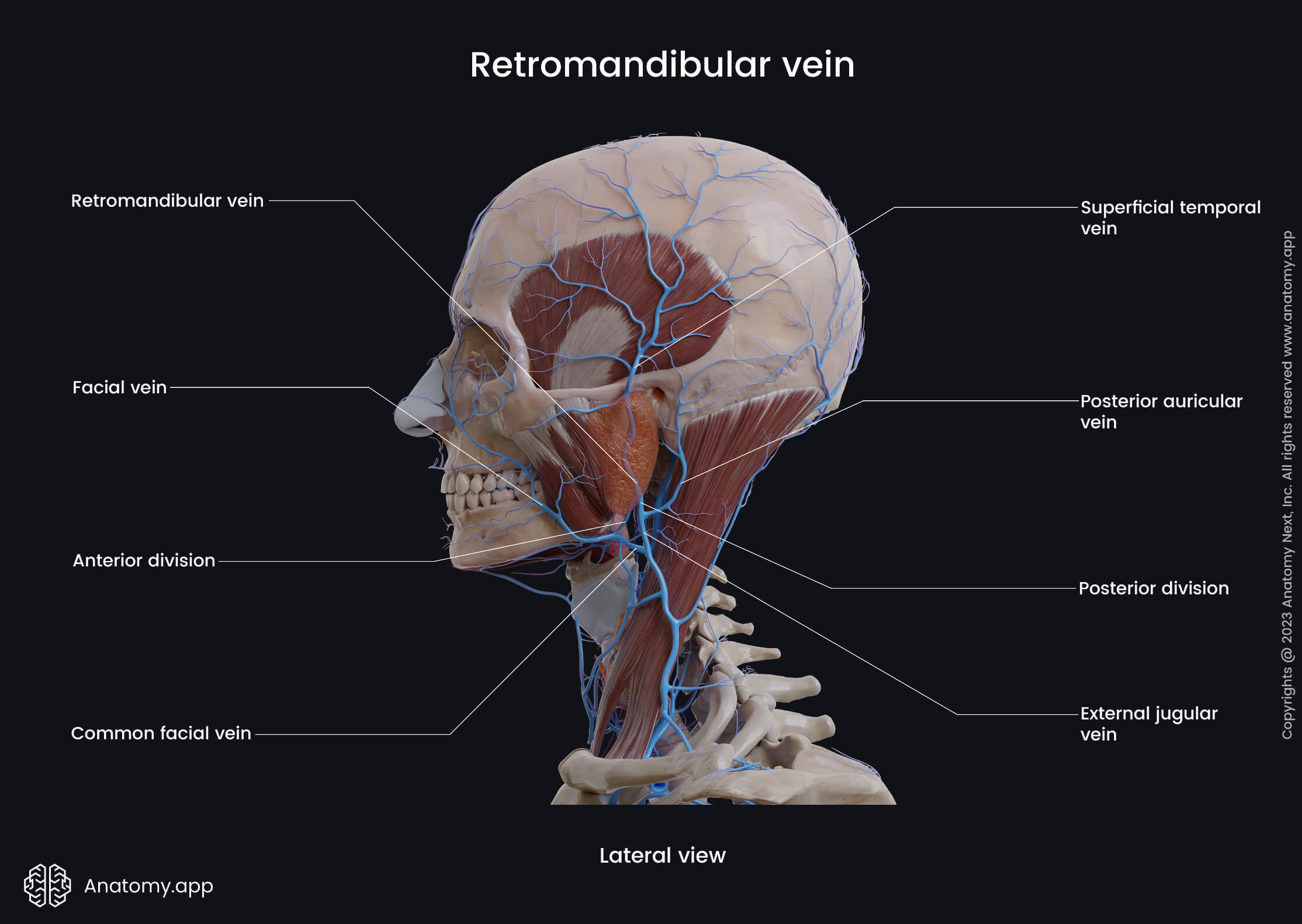 Retromandibular vein | Encyclopedia | Anatomy.app | Learn anatomy | 3D ...