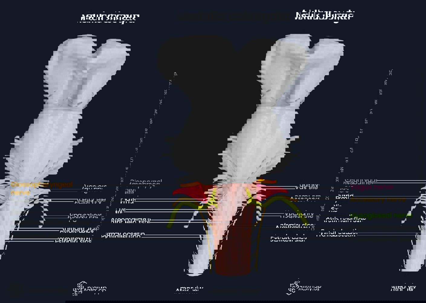 Medulla oblongata | Anatomy.app