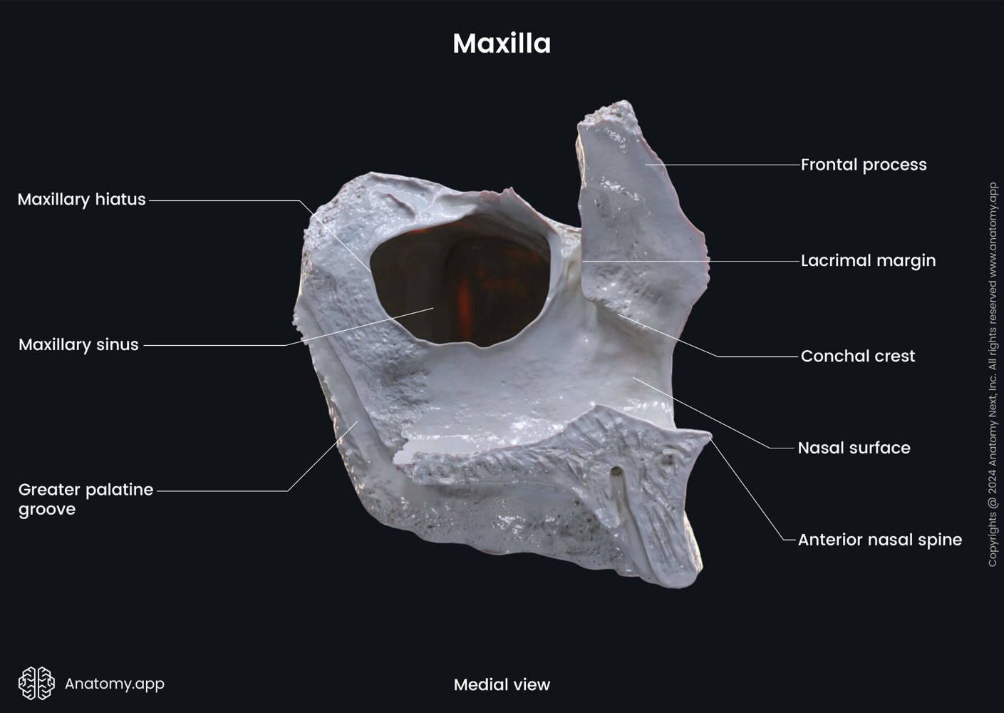 Maxilla | Anatomy.app