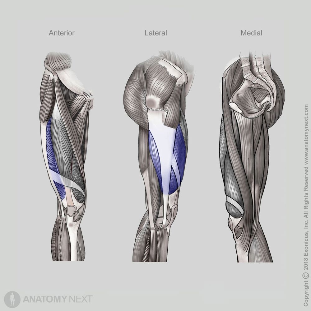 Vastus lateralis | Anatomy.app