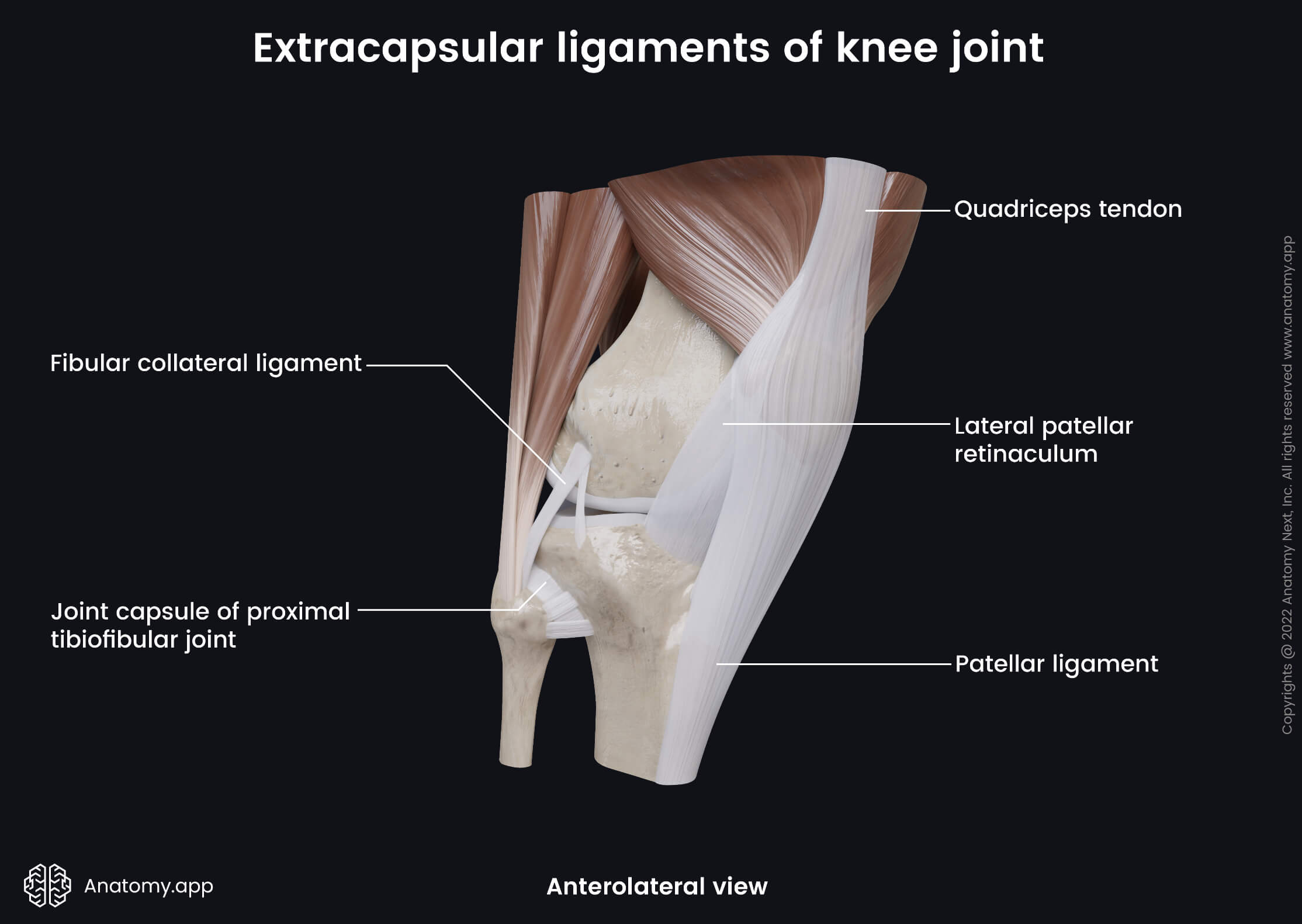 Knee Joint Encyclopedia Anatomy App Learn Anatomy 3d Models