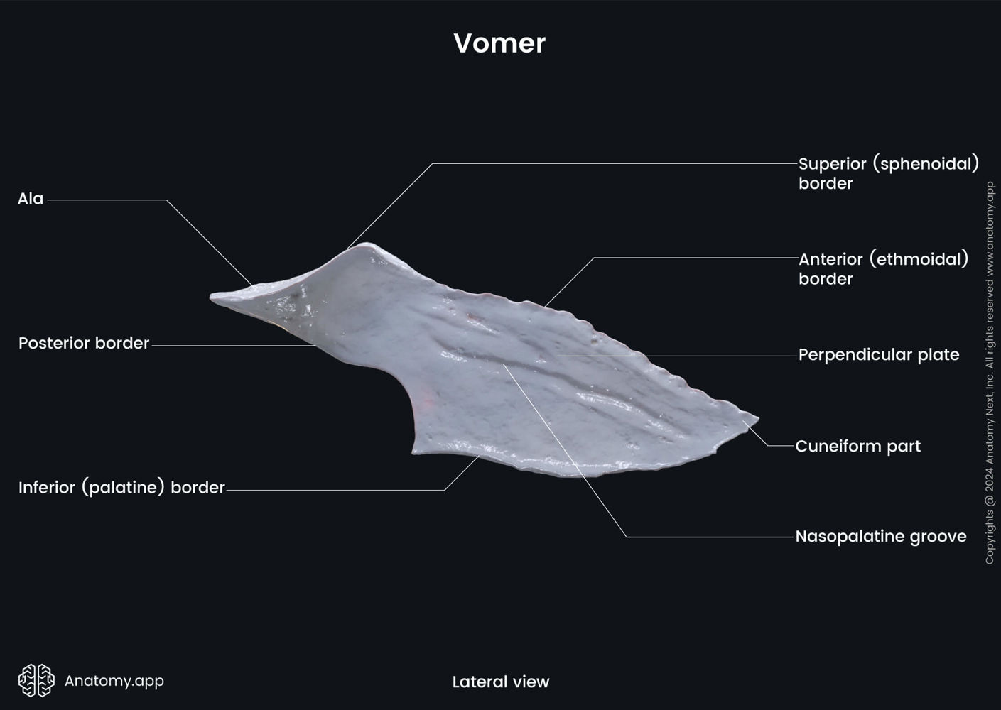 Vomer | Anatomy.app