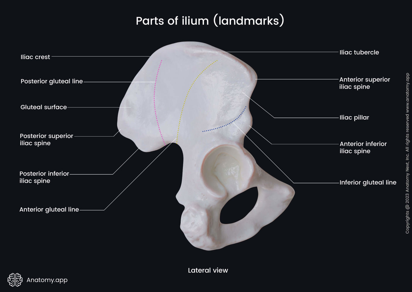 Ilium | Anatomy.app