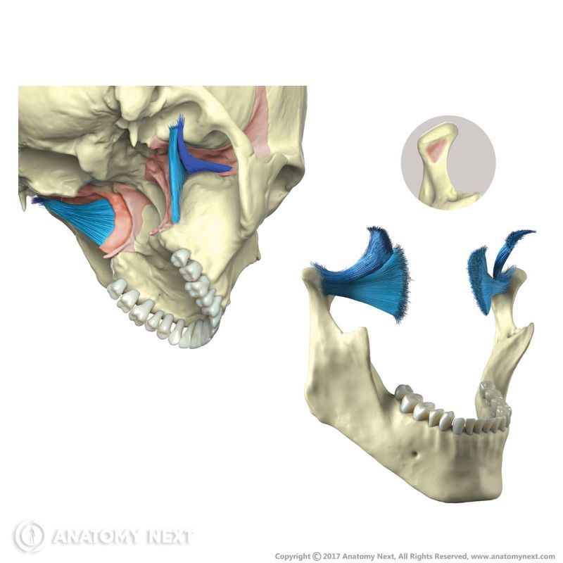 Lateral pterygoid | Anatomy.app