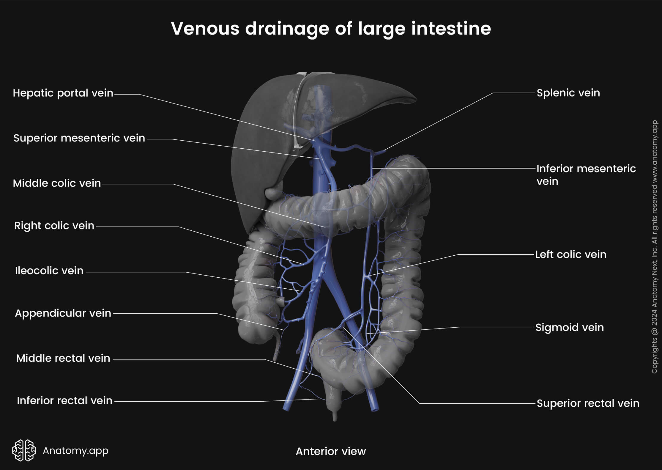 Cecum and vermiform appendix | Encyclopedia | Anatomy.app | Learn ...