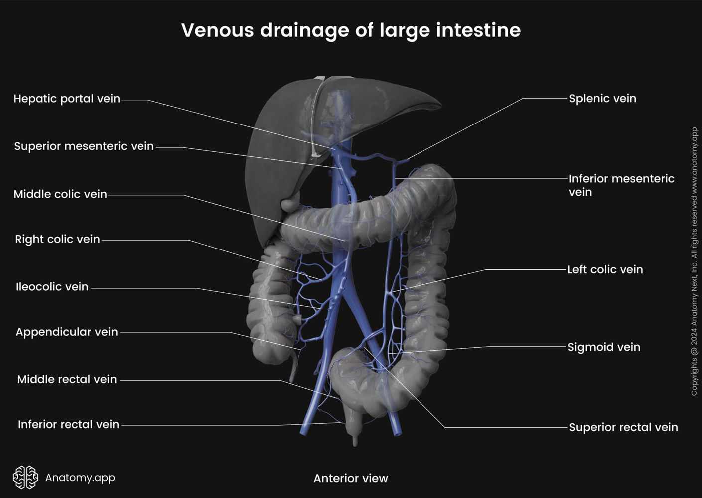Cecum and vermiform appendix | Anatomy.app