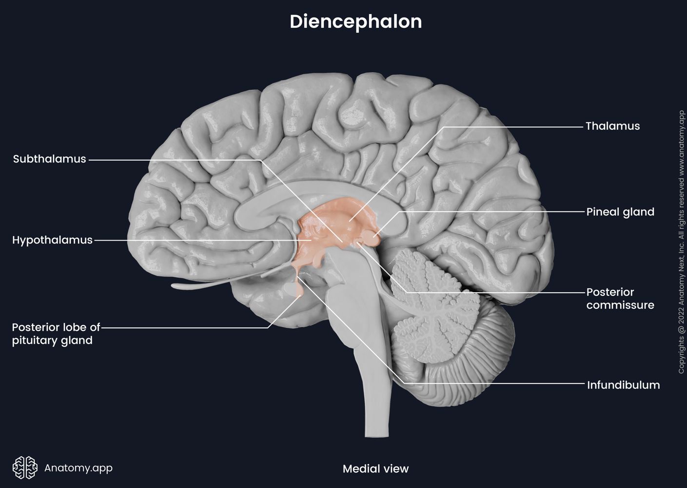 Brain | Anatomy.app