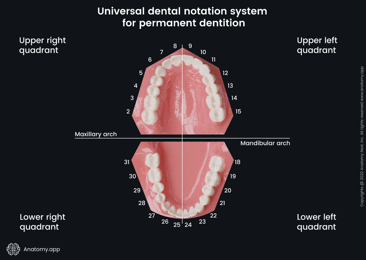 Dental notation systems | Anatomy.app