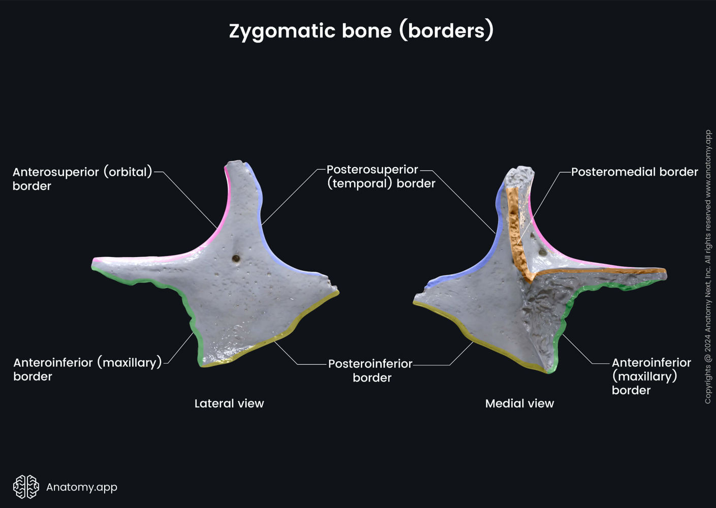Zygomatic bone | Anatomy.app
