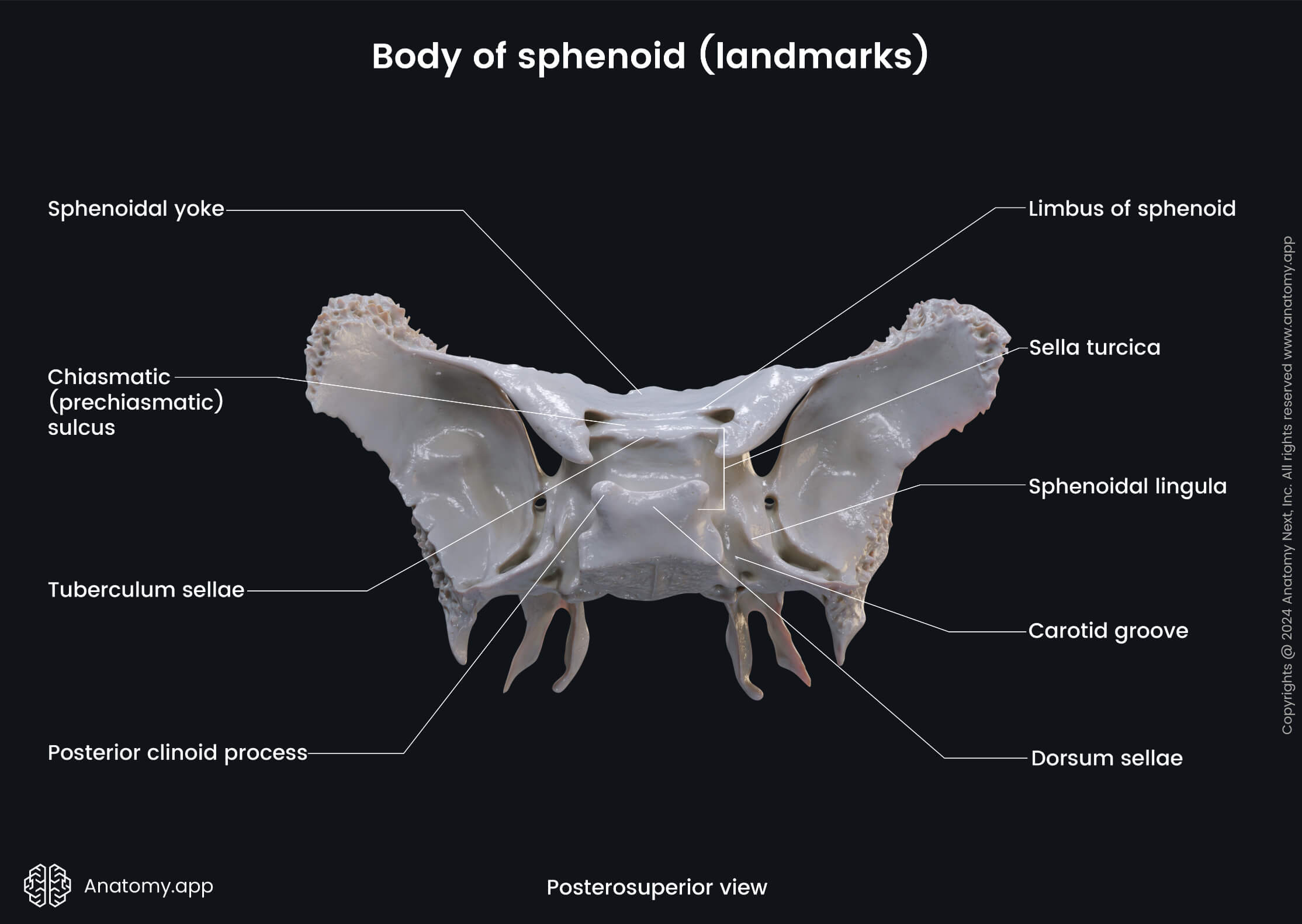 Sphenoid bone | Encyclopedia | Anatomy.app | Learn anatomy | 3D models ...