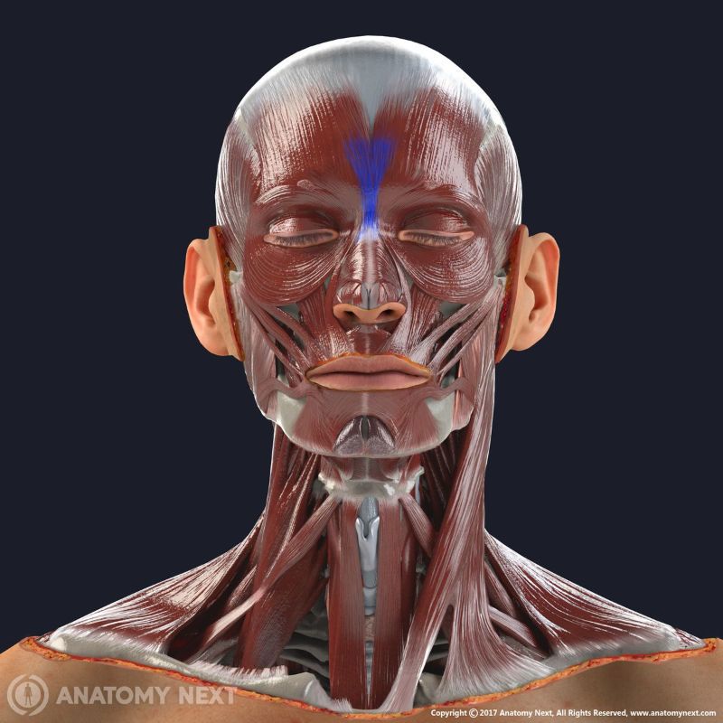 Procerus | Anatomy.app