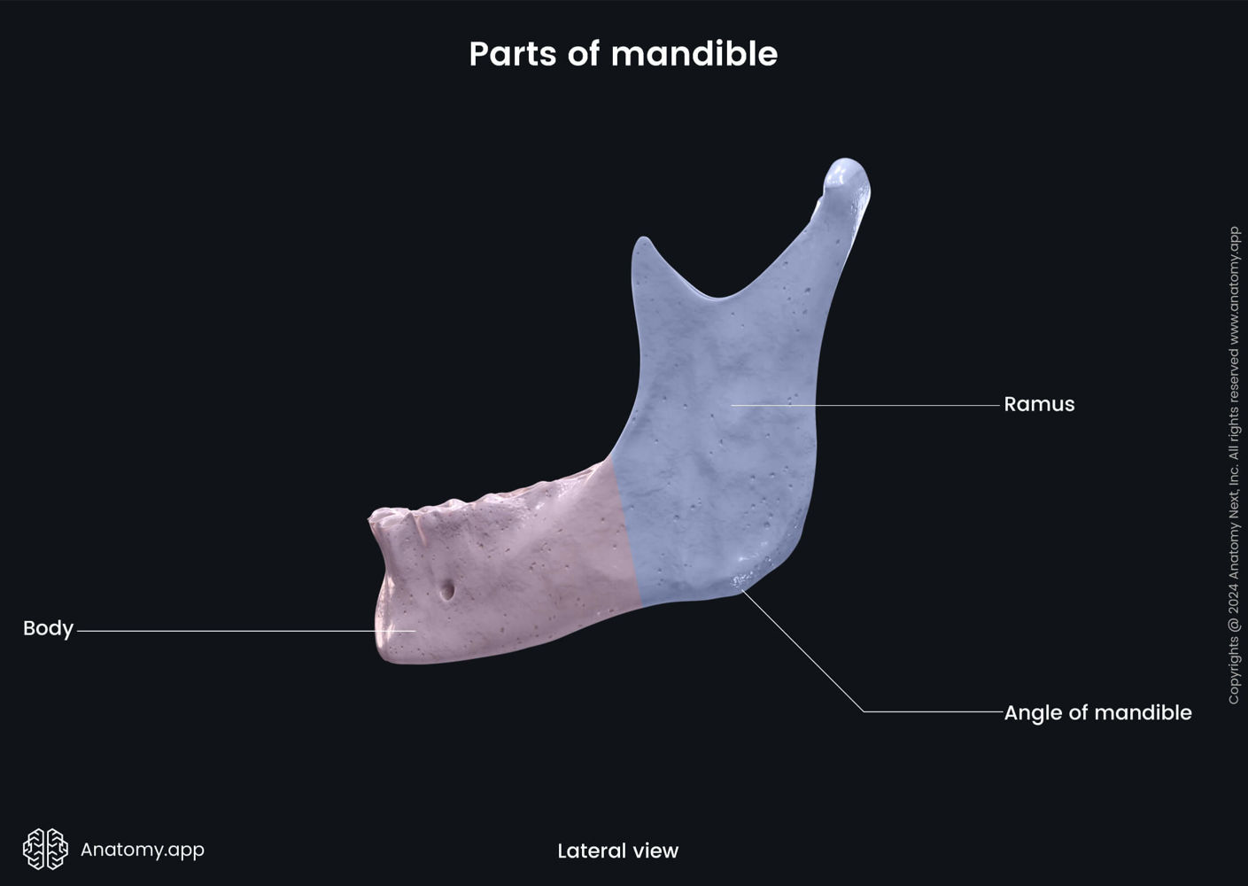 Mandible | Anatomy.app