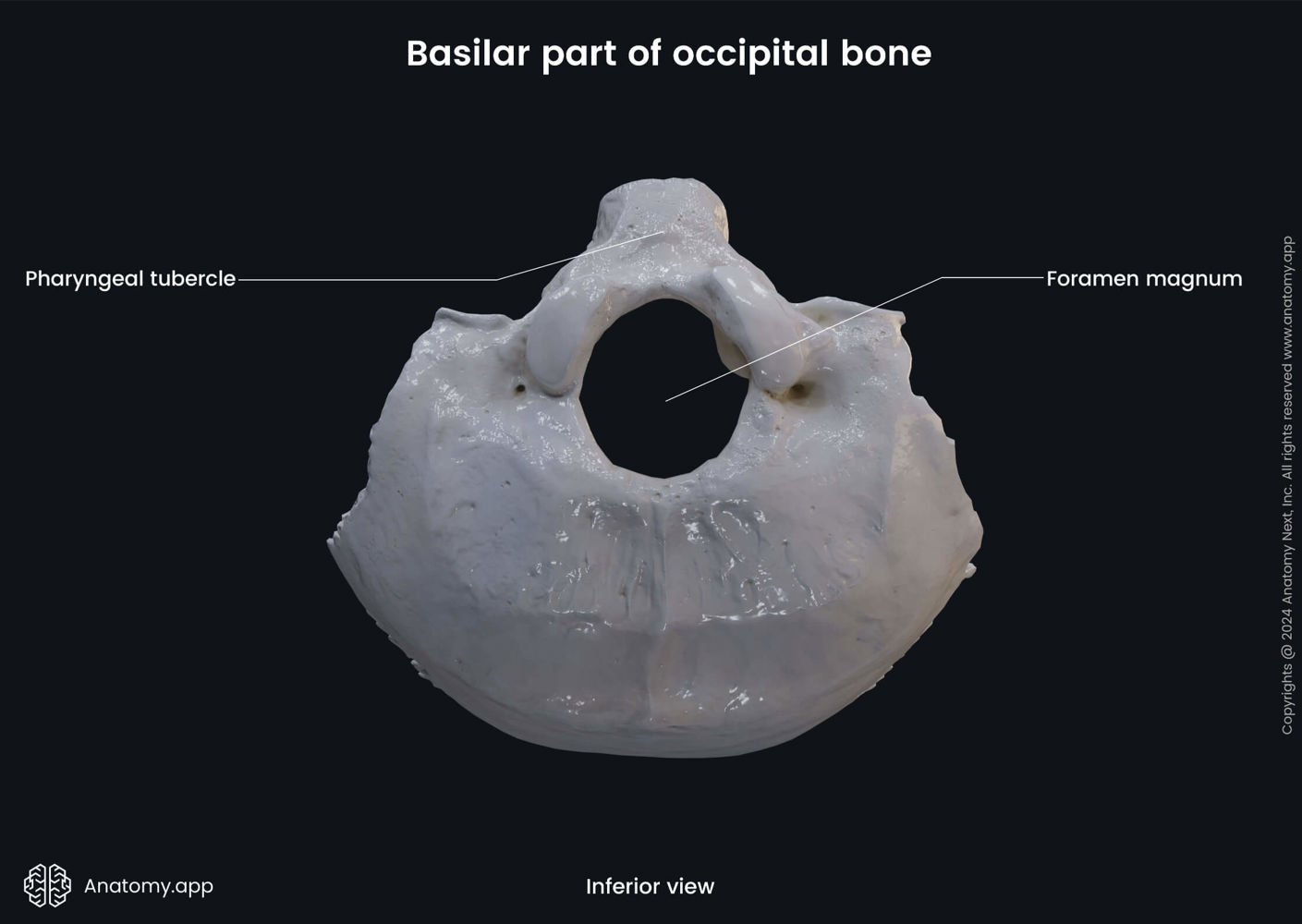 Occipital bone | Anatomy.app