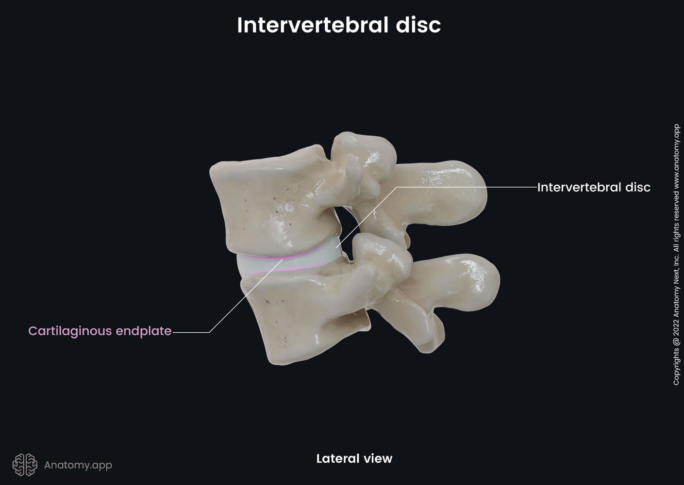 Intervertebral discs | Anatomy.app