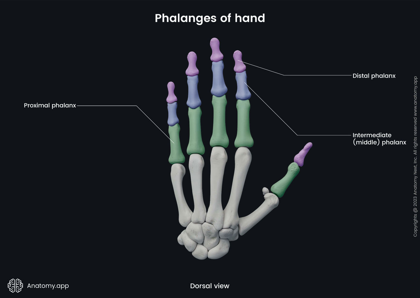 Phalanges of hand | Anatomy.app