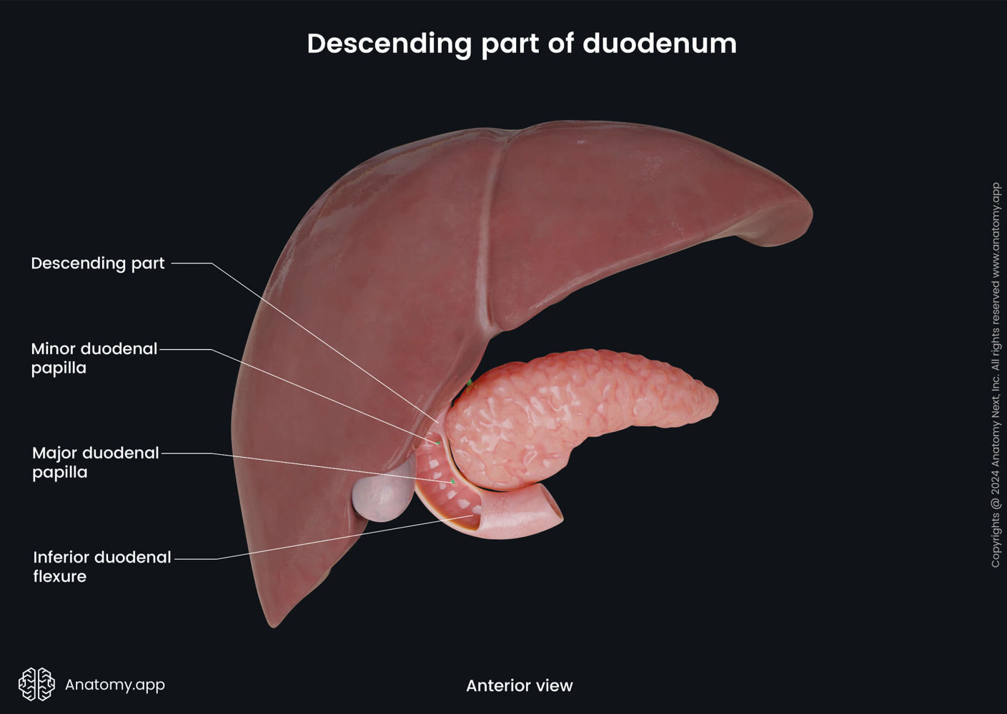 Duodenum | Anatomy.app